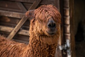 Foxburrows Farm – Hainault Forest