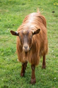 Foxburrows Farm – Hainault Forest