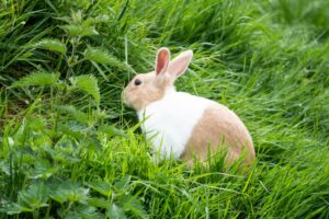 Foxburrows Farm – Hainault Forest